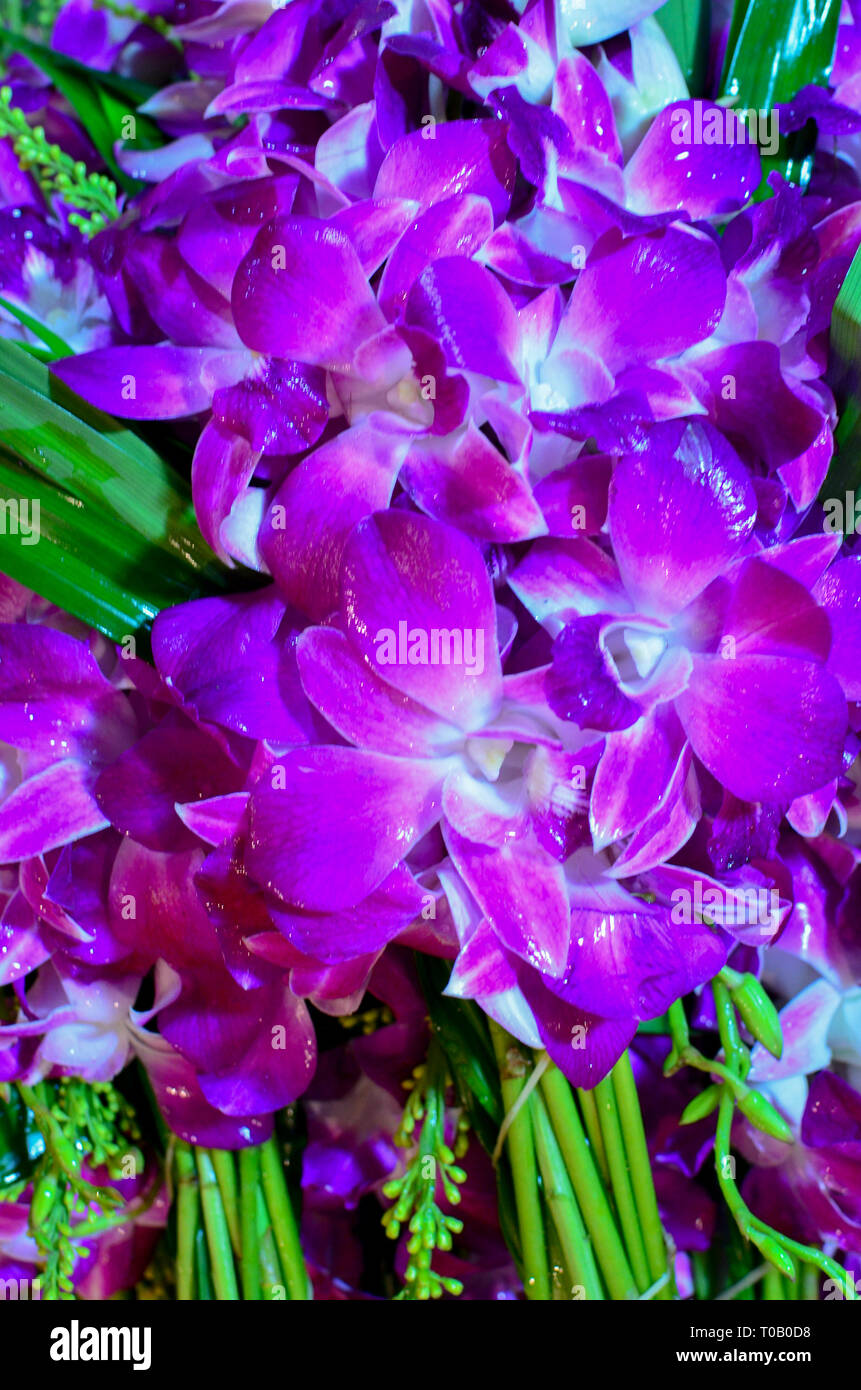 purple flowers in a bunch Stock Photo - Alamy