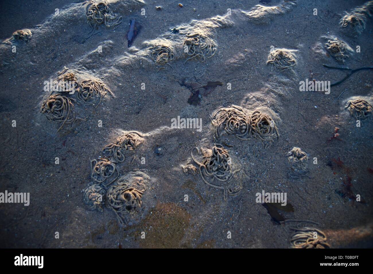 Lugworm or Blow Lug casts on a beach at dusk, Rhosneigr, Anglesey ...