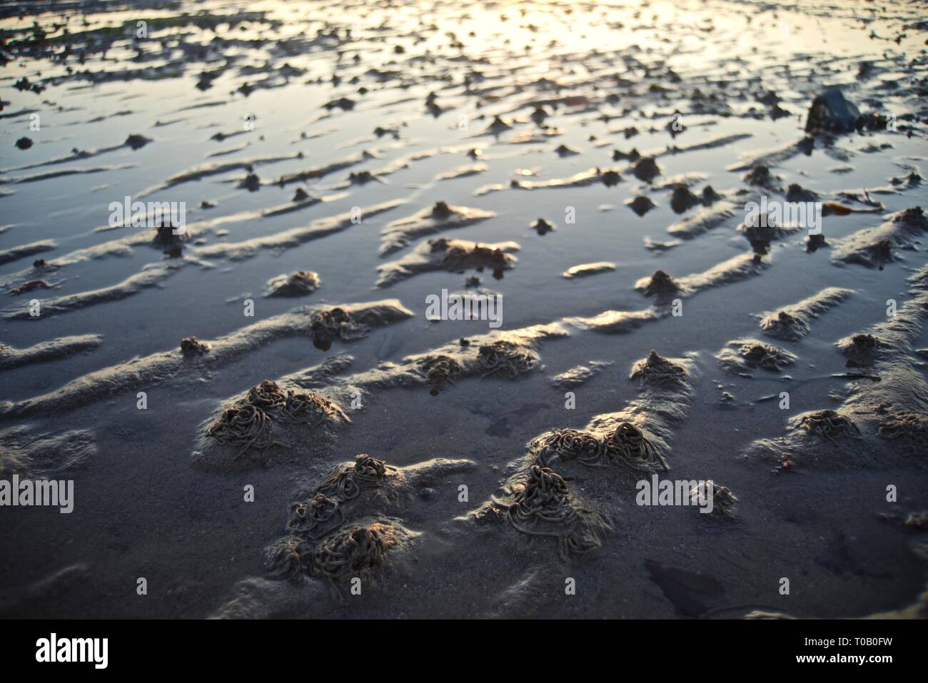 Blow lugworm casts hi-res stock photography and images - Alamy