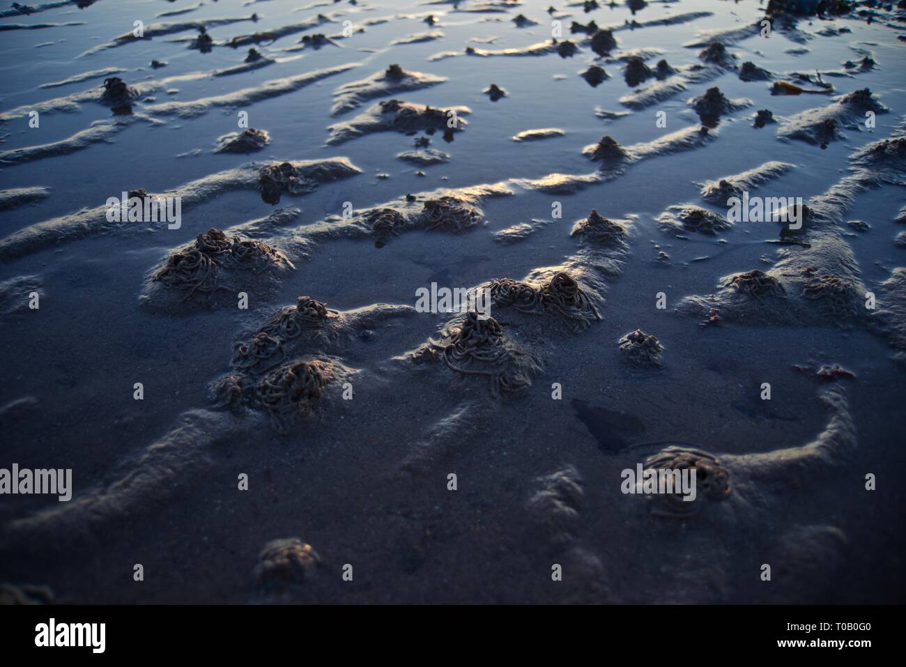 Blow lugworm casts hi-res stock photography and images - Alamy