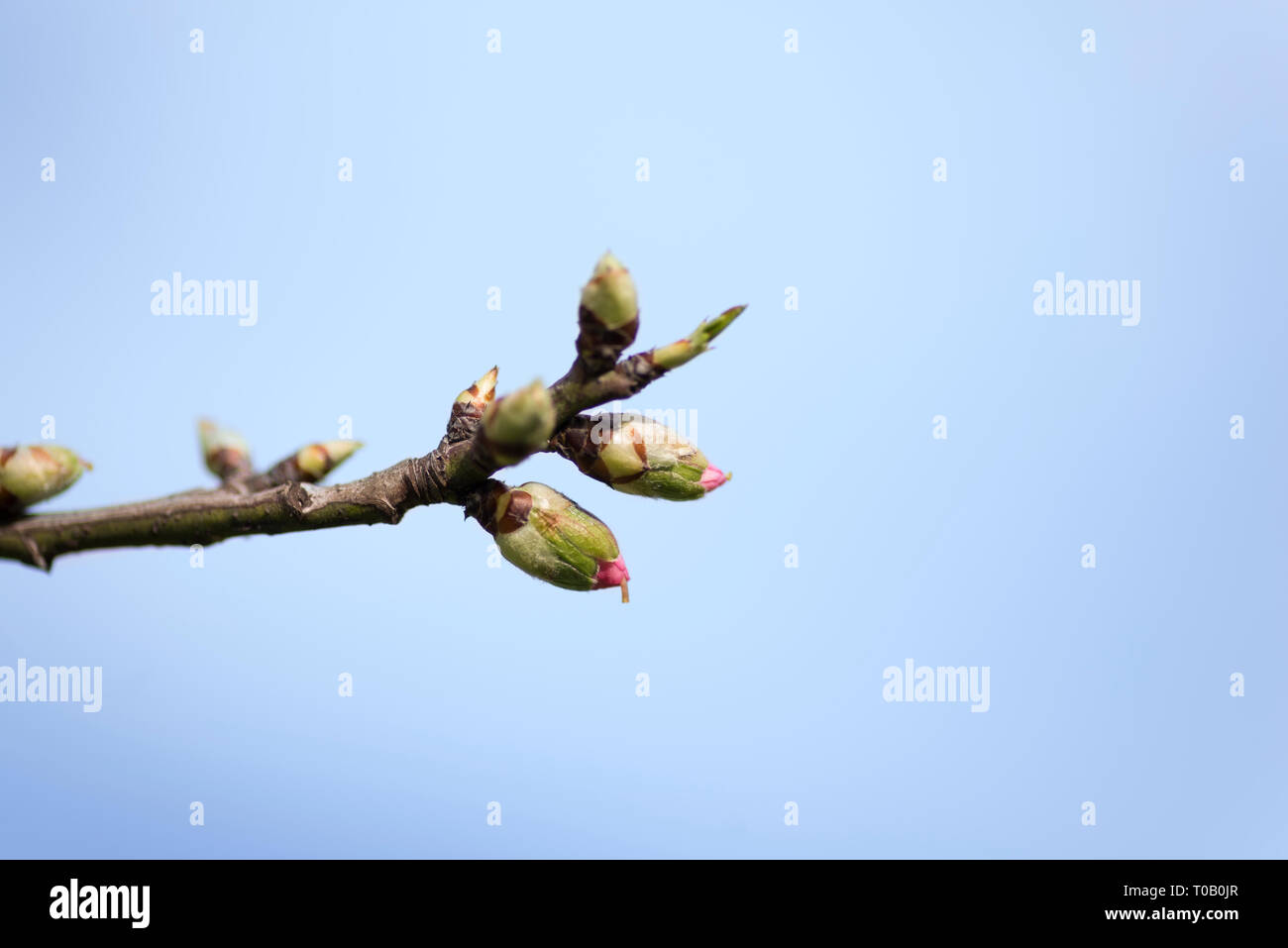 Buds on branches hi-res stock photography and images - Alamy
