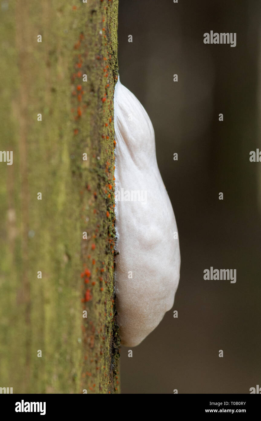 The white slime mould Enteridium lycoperdon attached to a tree trunk ...