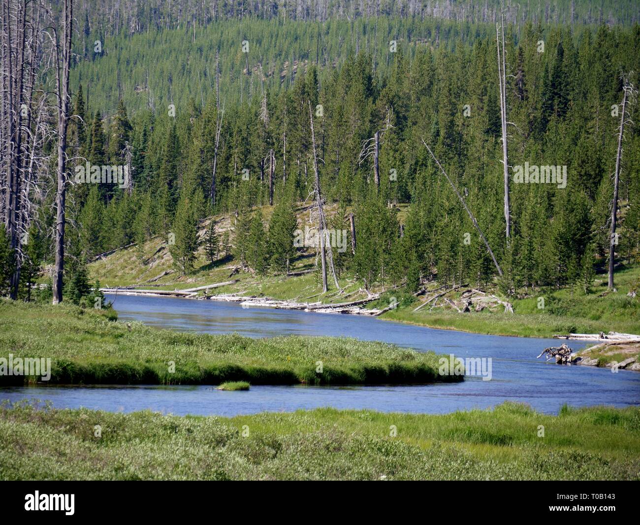 Medium wide shot of Lewis River at Yellowstone National Park in Wyoming ...
