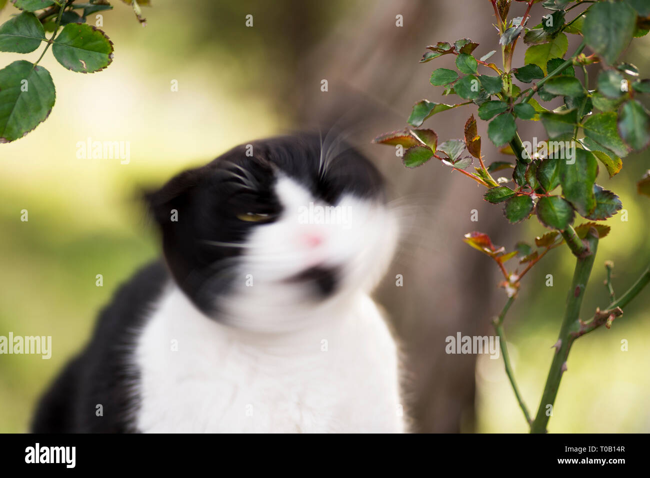Black and white colored stray cat with a goatee Stock Photo - Alamy