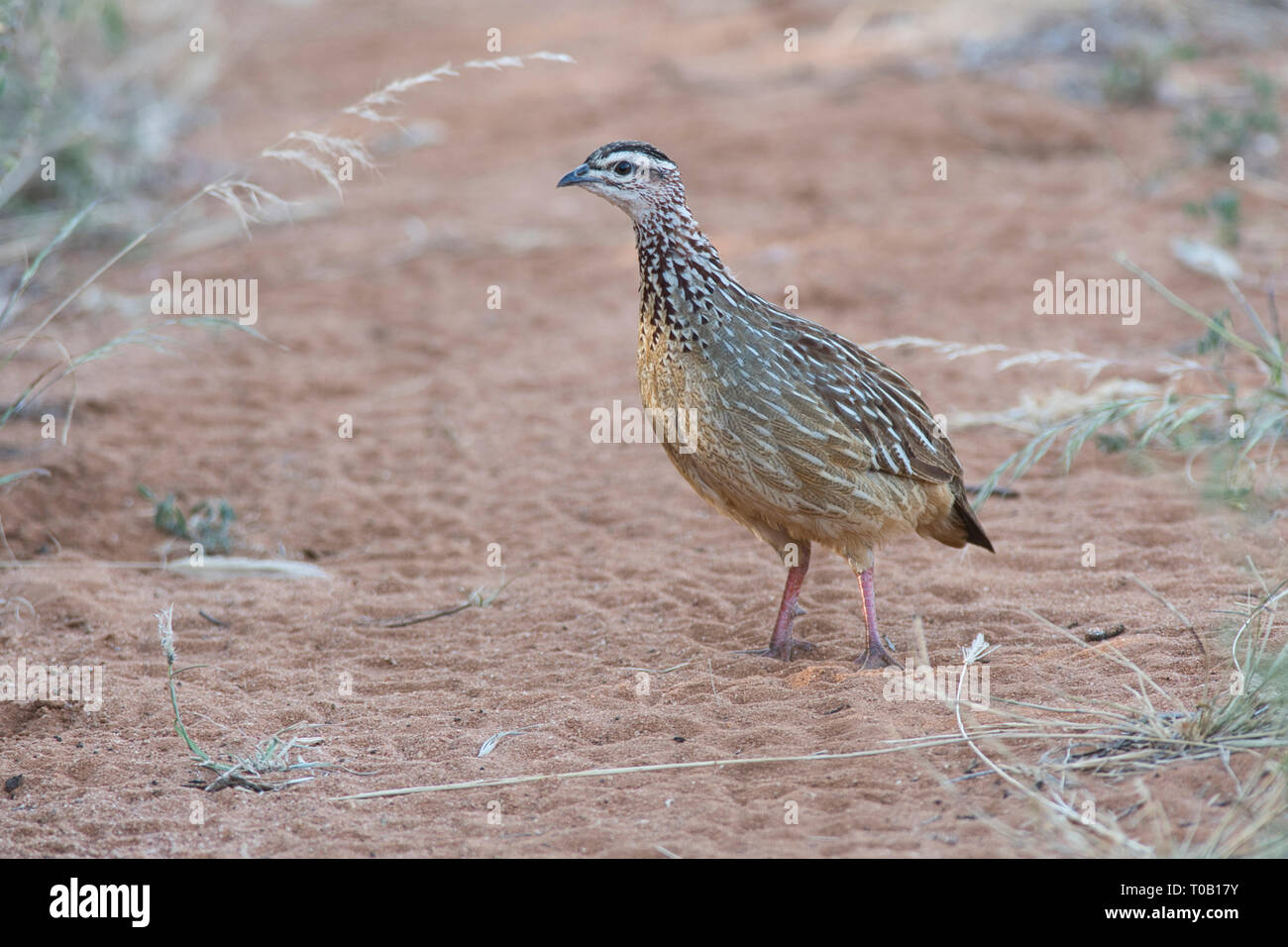 Crested francolin (Francolinus sephaena Stock Photo - Alamy