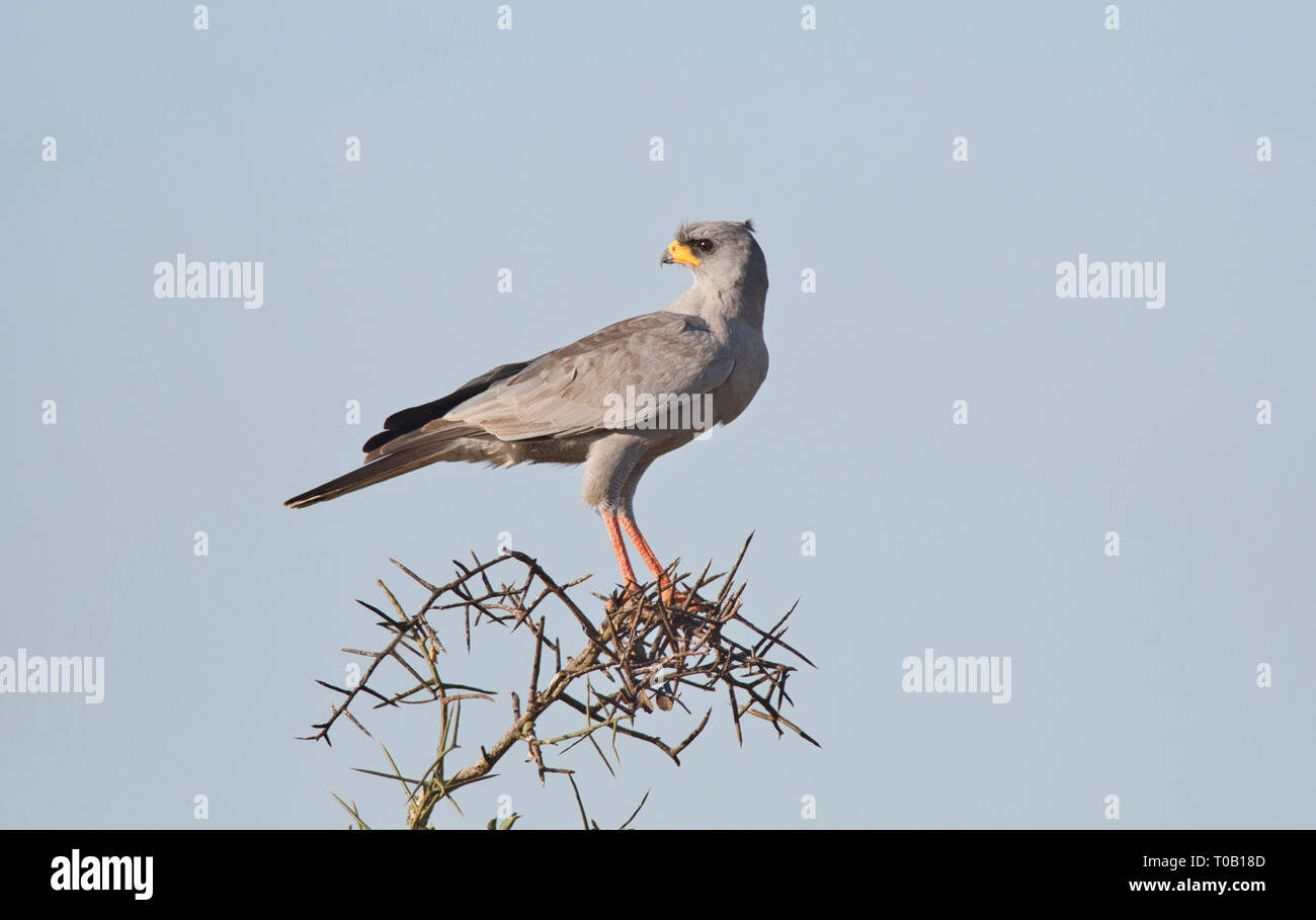 Eastern somali chanting goshawk hi-res stock photography and images - Alamy