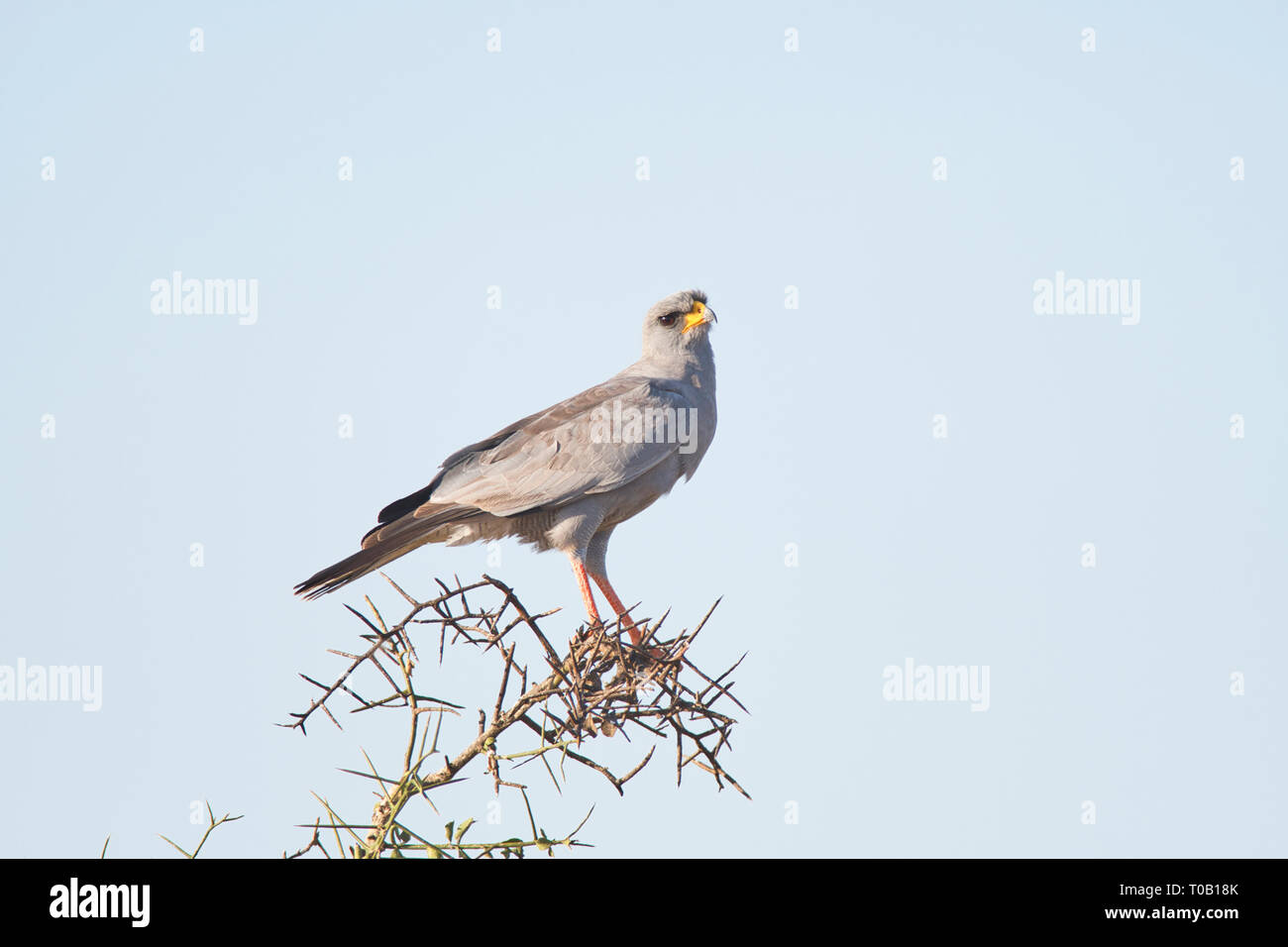 Eastern somali chanting goshawk hi-res stock photography and images - Alamy