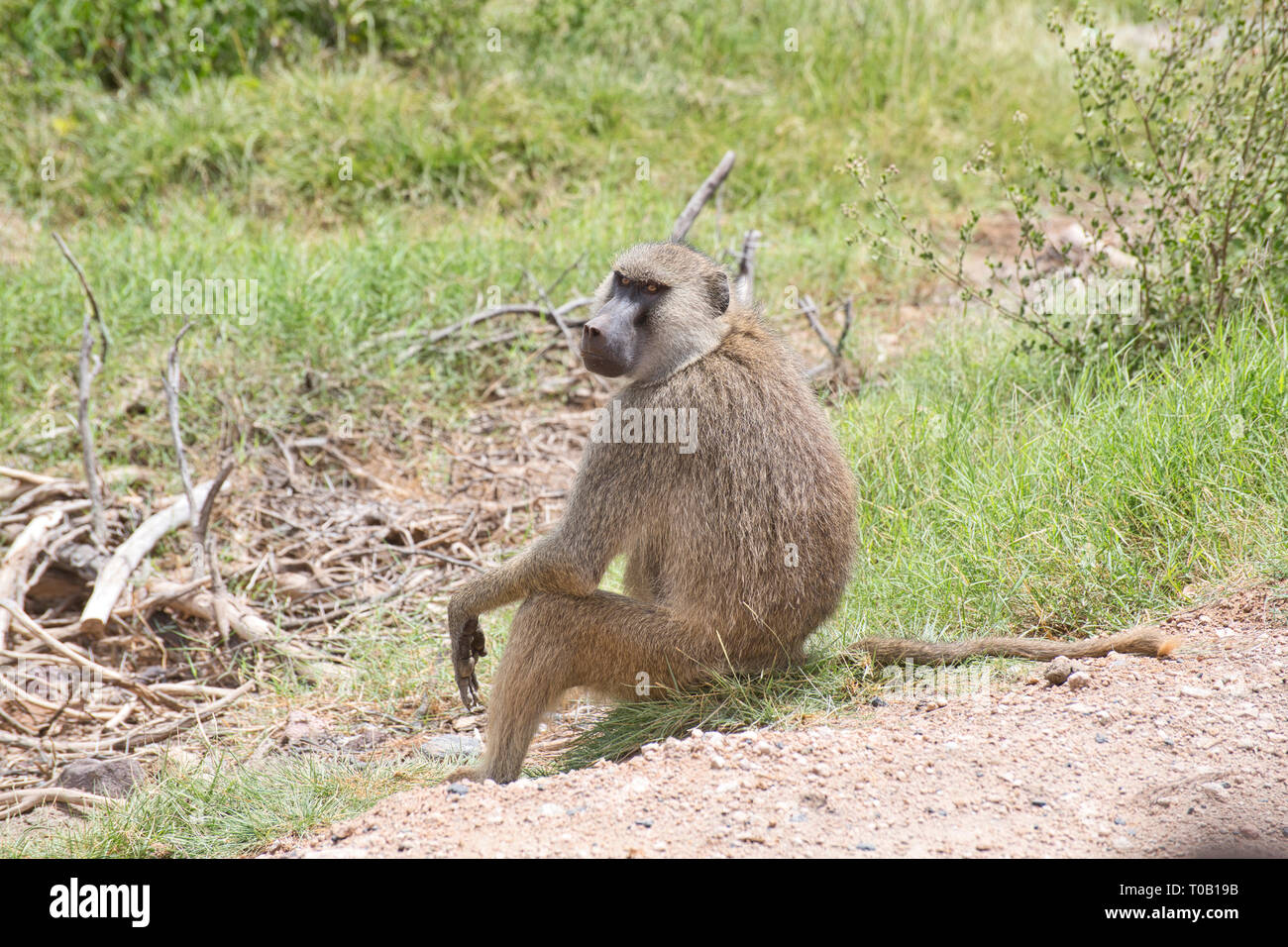 Male yellow baboon (Papio cynocephalus), Amboseli National Park, Kenya ...