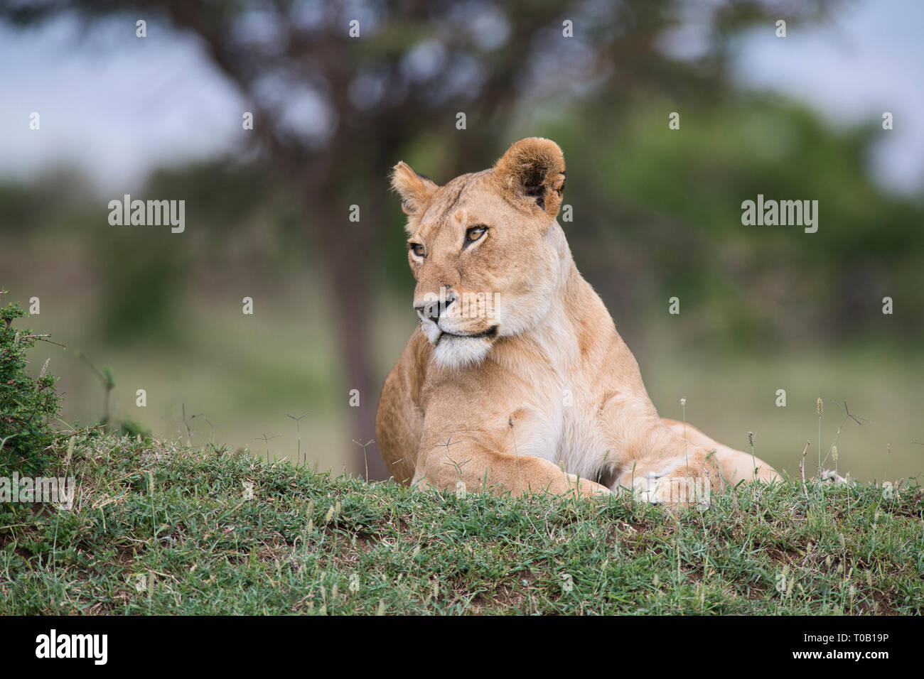Female lion or lioness (Panthera leo Stock Photo - Alamy