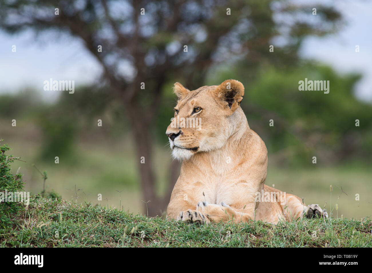 Female lion or lioness (Panthera leo Stock Photo - Alamy