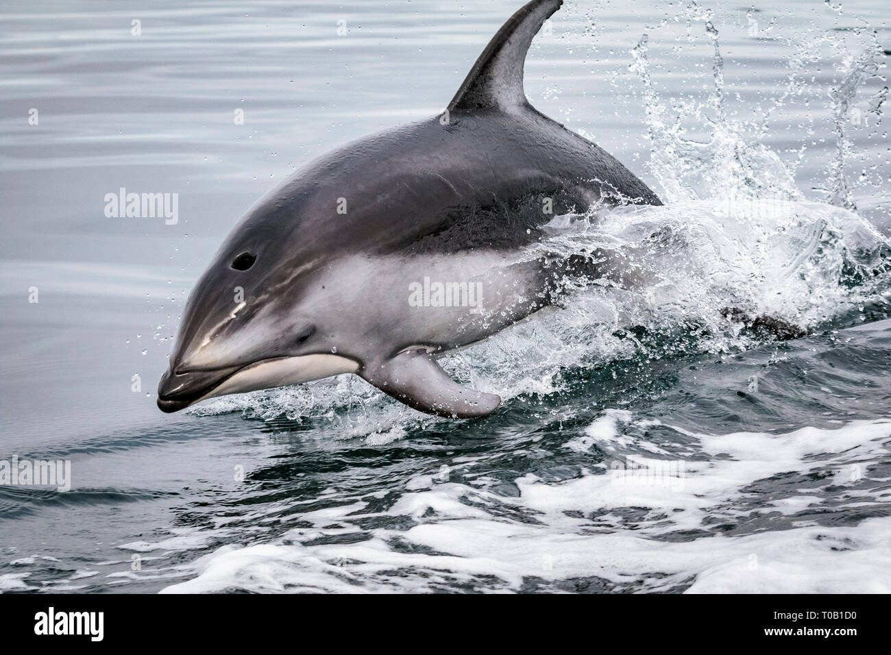 Pacific white-sided dolphin, Lagenorhynchus obliquidens, Johnstone ...