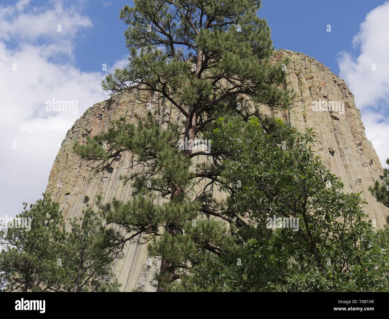The Devils Tower standing tall behind a pine tree in Wyoming. The ...