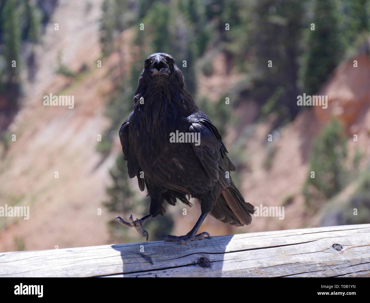 Raven on log hi-res stock photography and images - Alamy