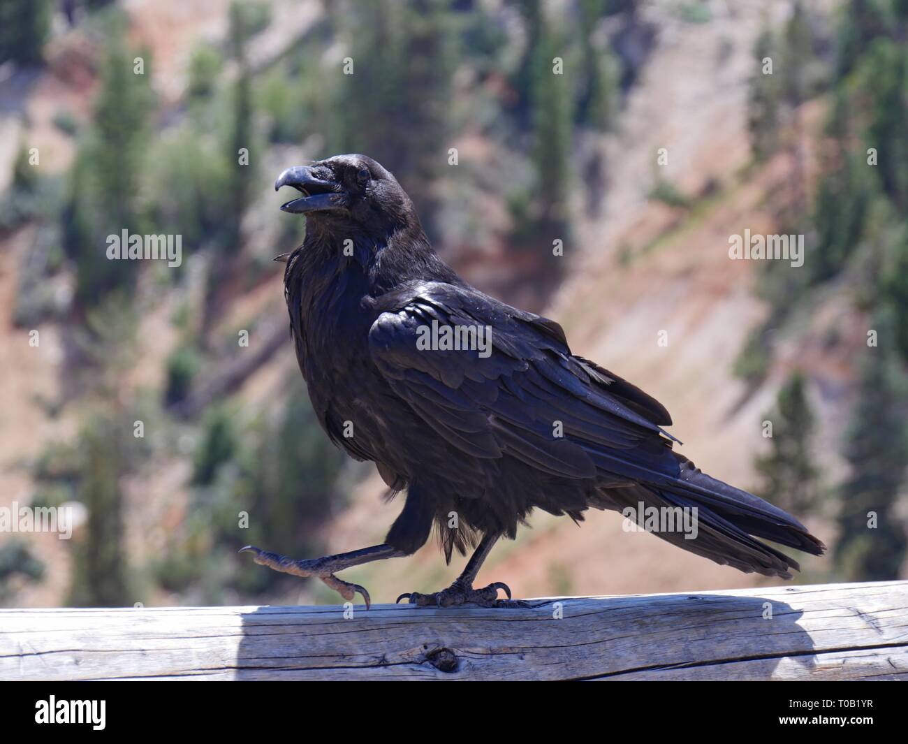 Side view of a black bird walking on a wooden log with its beak open ...