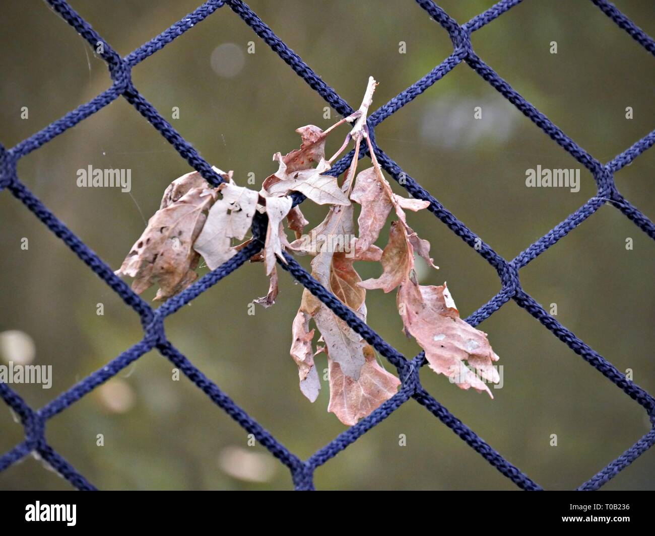 Dried leaves fallen on a braided rope fence Stock Photo - Alamy