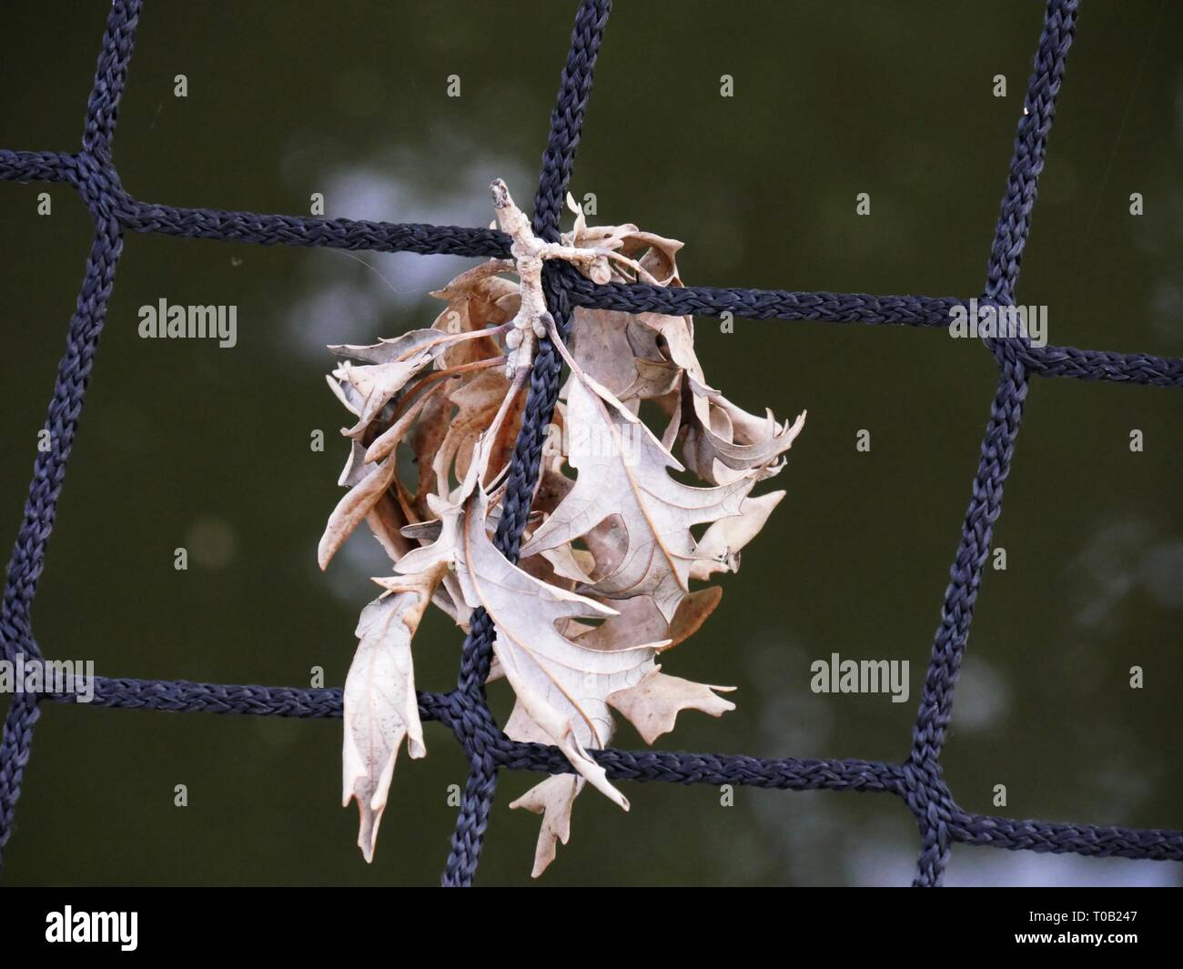 Dried leaves fallen and trapped in a braid of ropes Stock Photo - Alamy