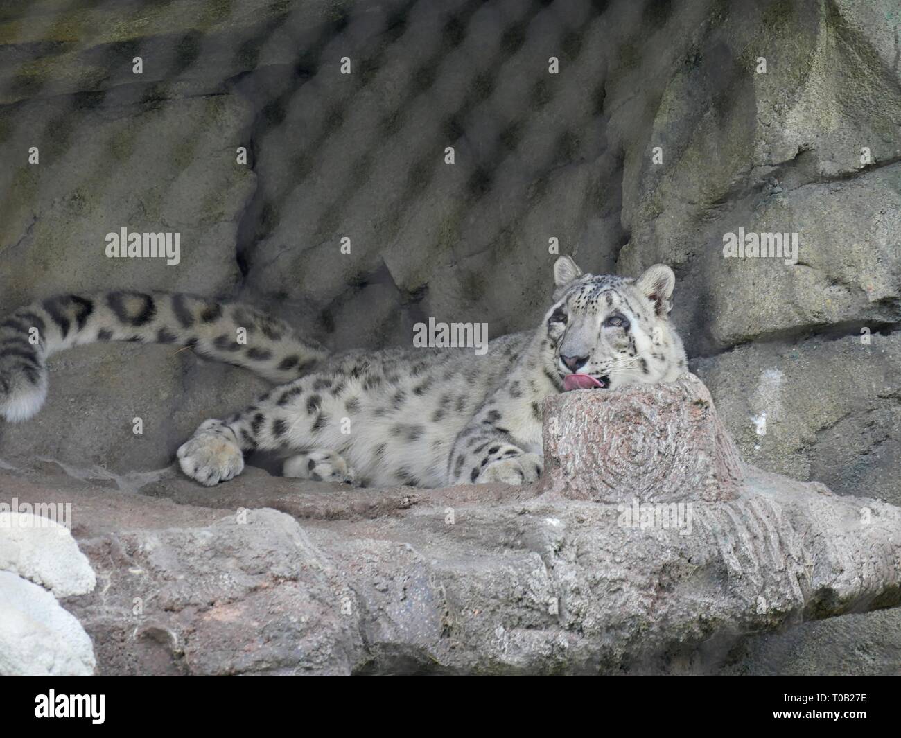 Full body of a snow leopard taking shelter from the heat under a rock ...