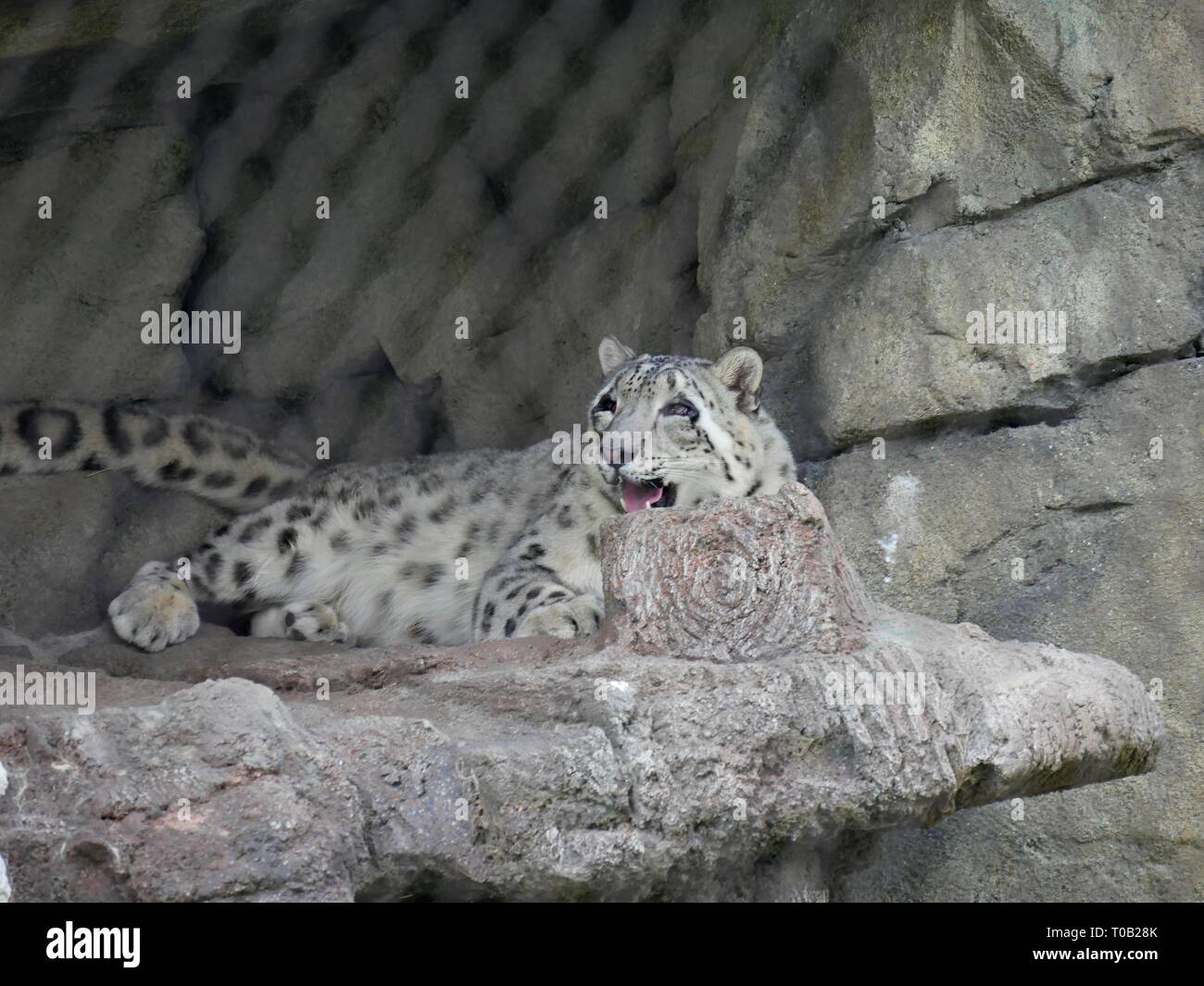 White Snow Leopard Full Body