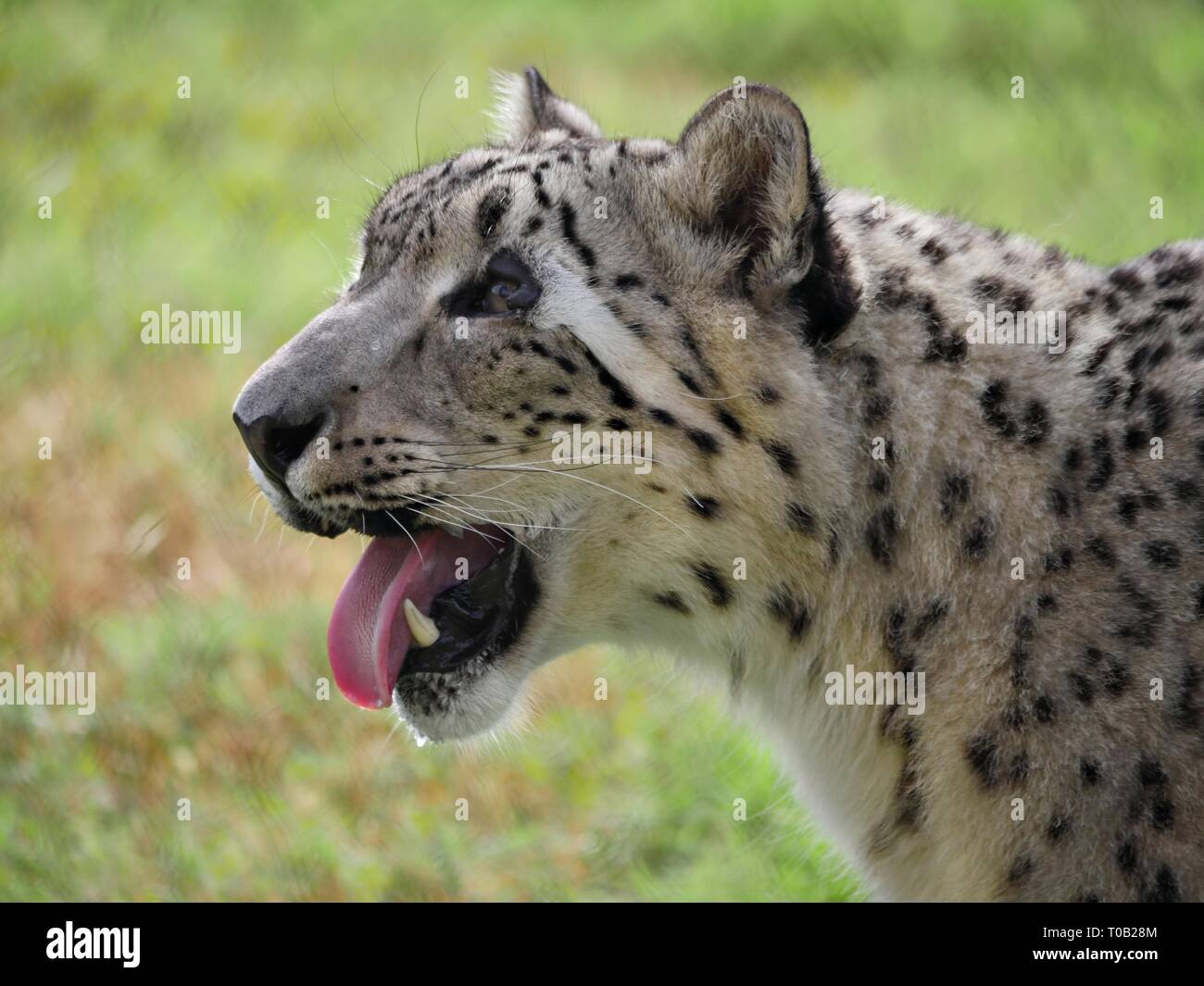 Leopard Showing Fangs High Resolution Stock Photography and Images - Alamy