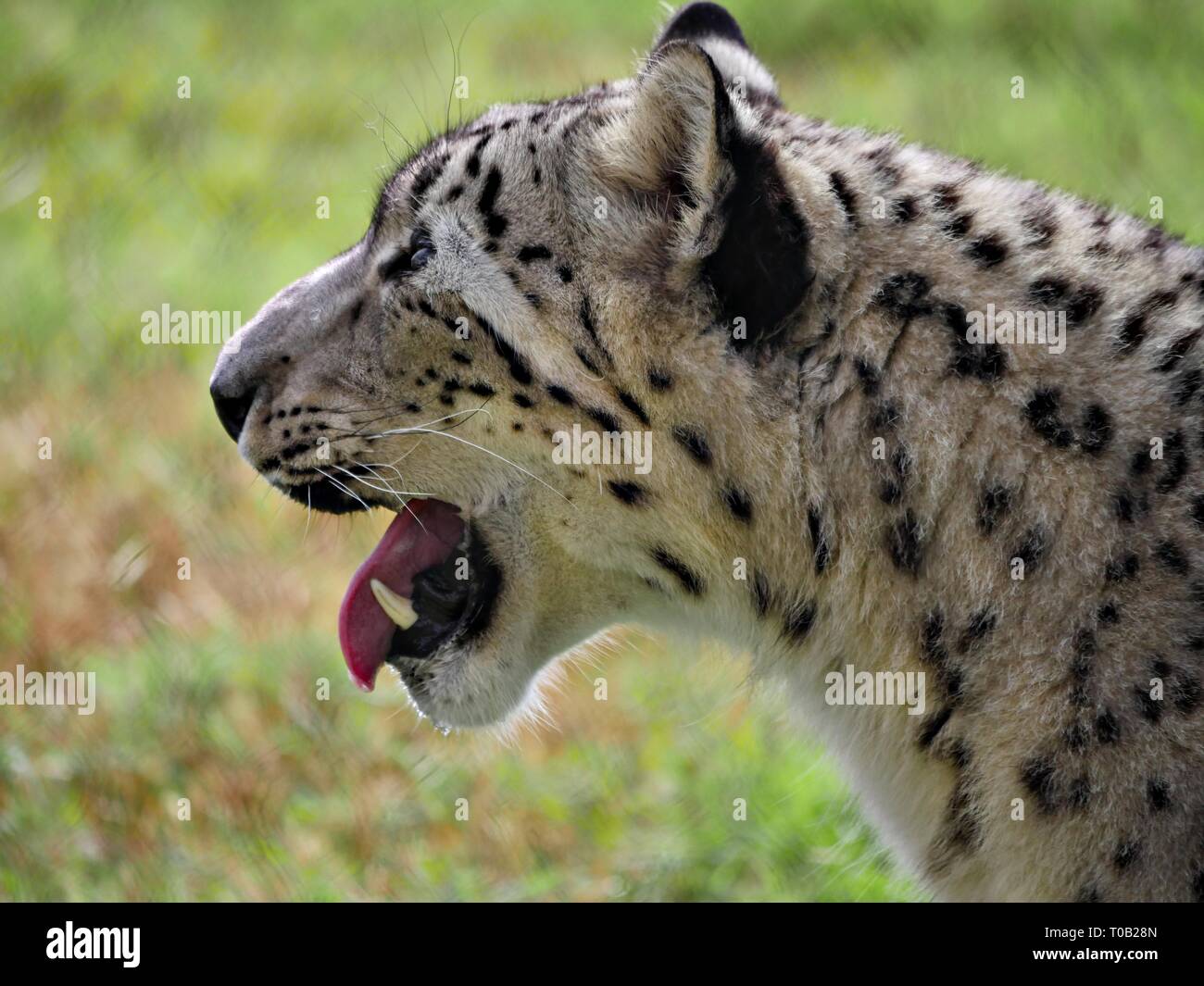 Leopard showing fangs hi-res stock photography and images - Alamy