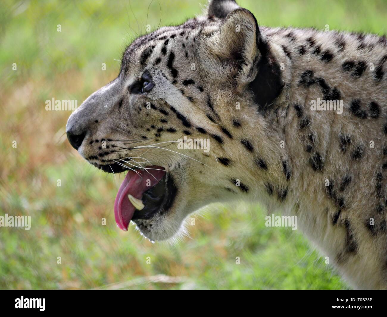 Side view close up of the head of a snow leopard with its tongue and ...