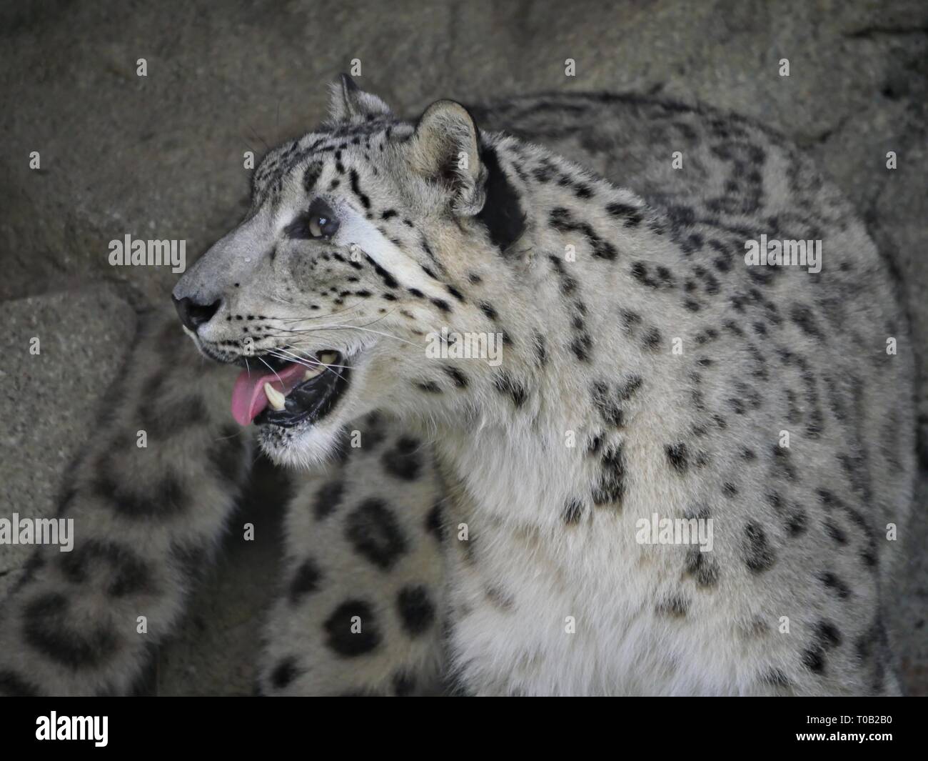 Animal snowleopard hi-res stock photography and images - Alamy