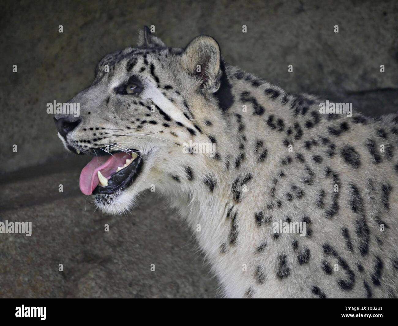 Side view of a snow leopard taking shelter from the heat under a rock ...