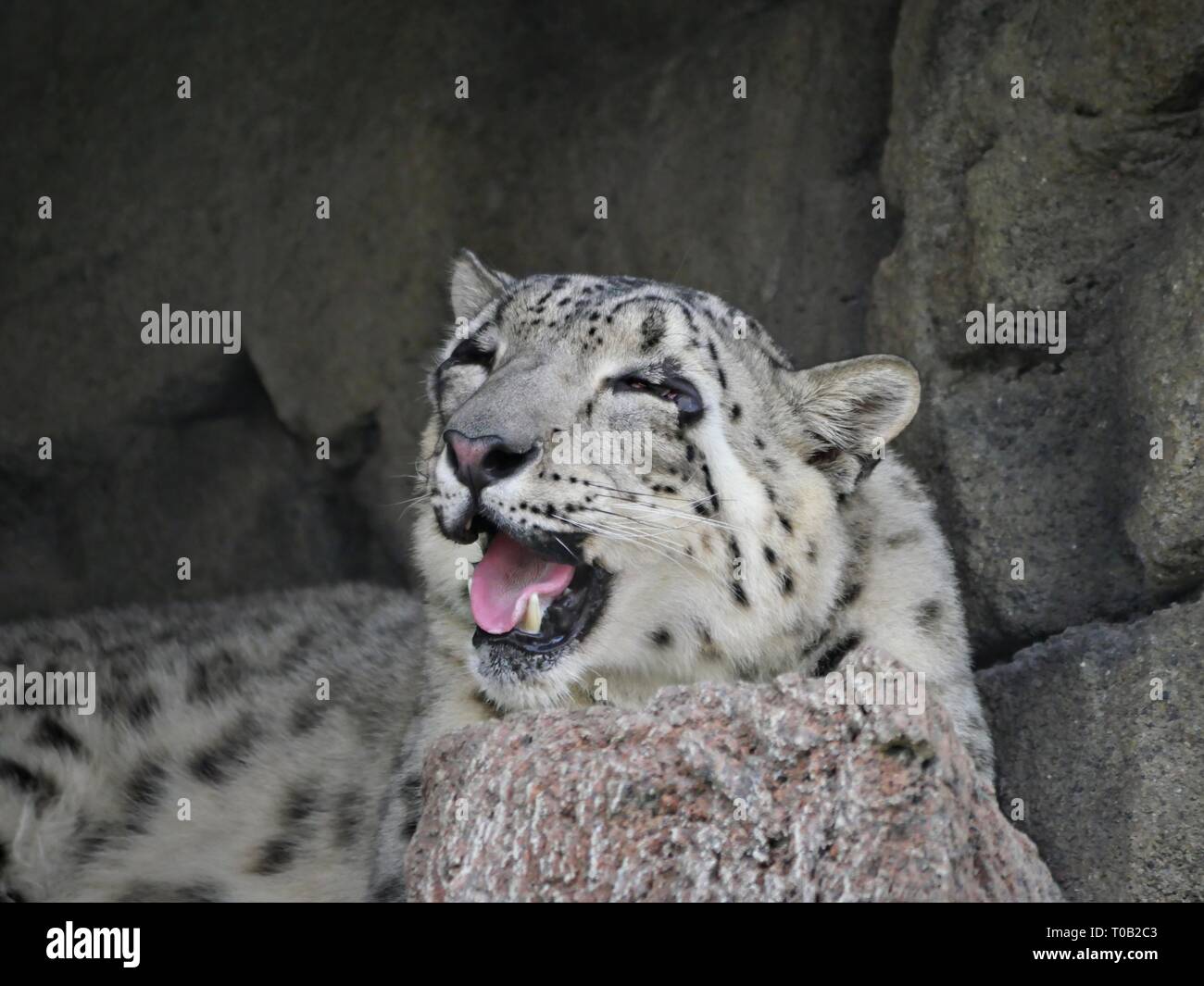 Animal snowleopard hi-res stock photography and images - Alamy
