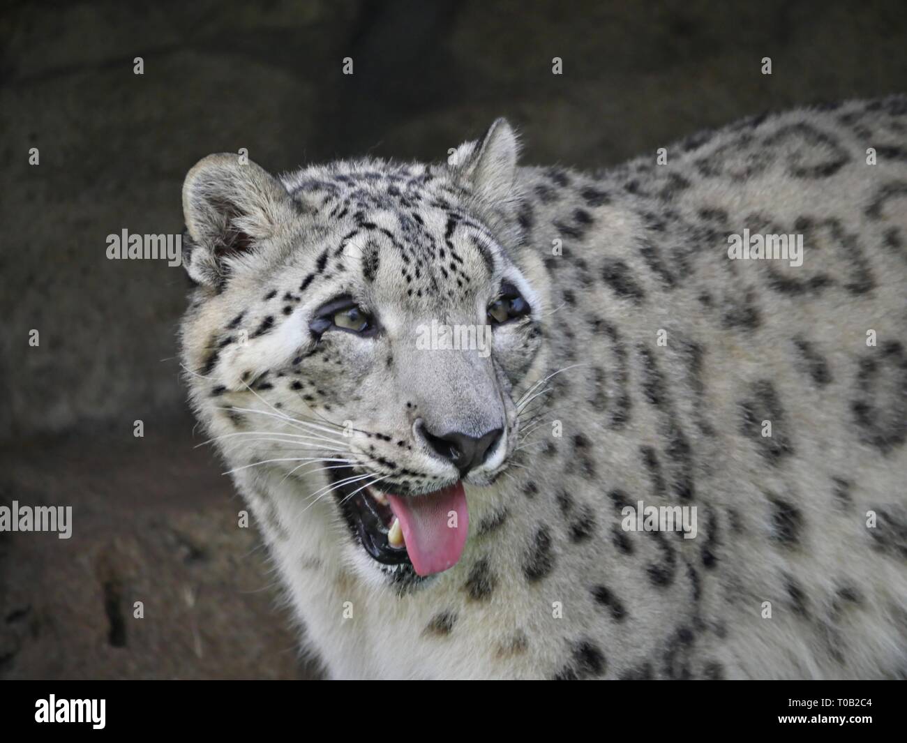 Close up of the head of a snow leopard looking sideways with its tongue ...