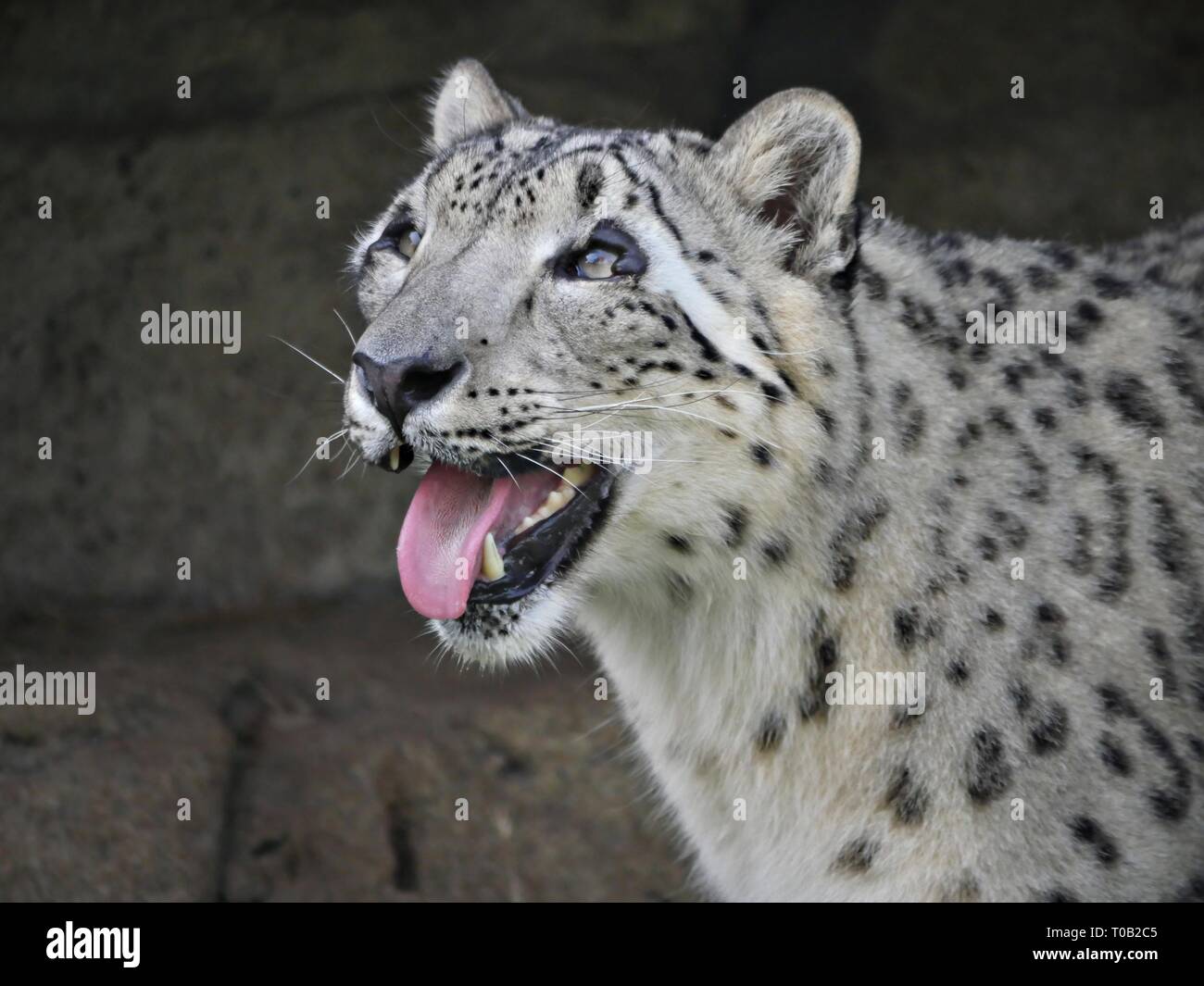 Animal snowleopard hi-res stock photography and images - Alamy
