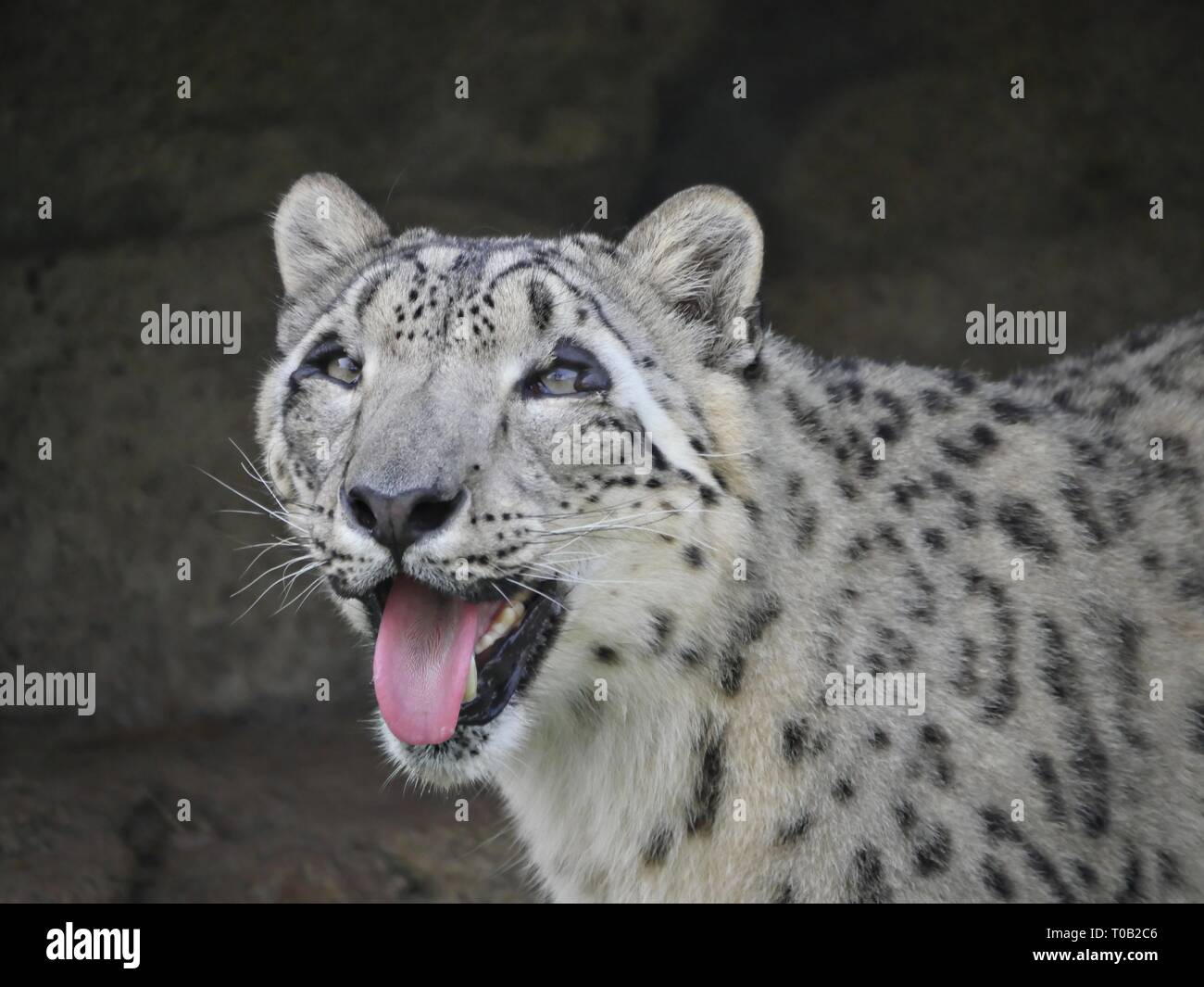 Medium wide shot of a snow leopard's head looking sideways from the ...
