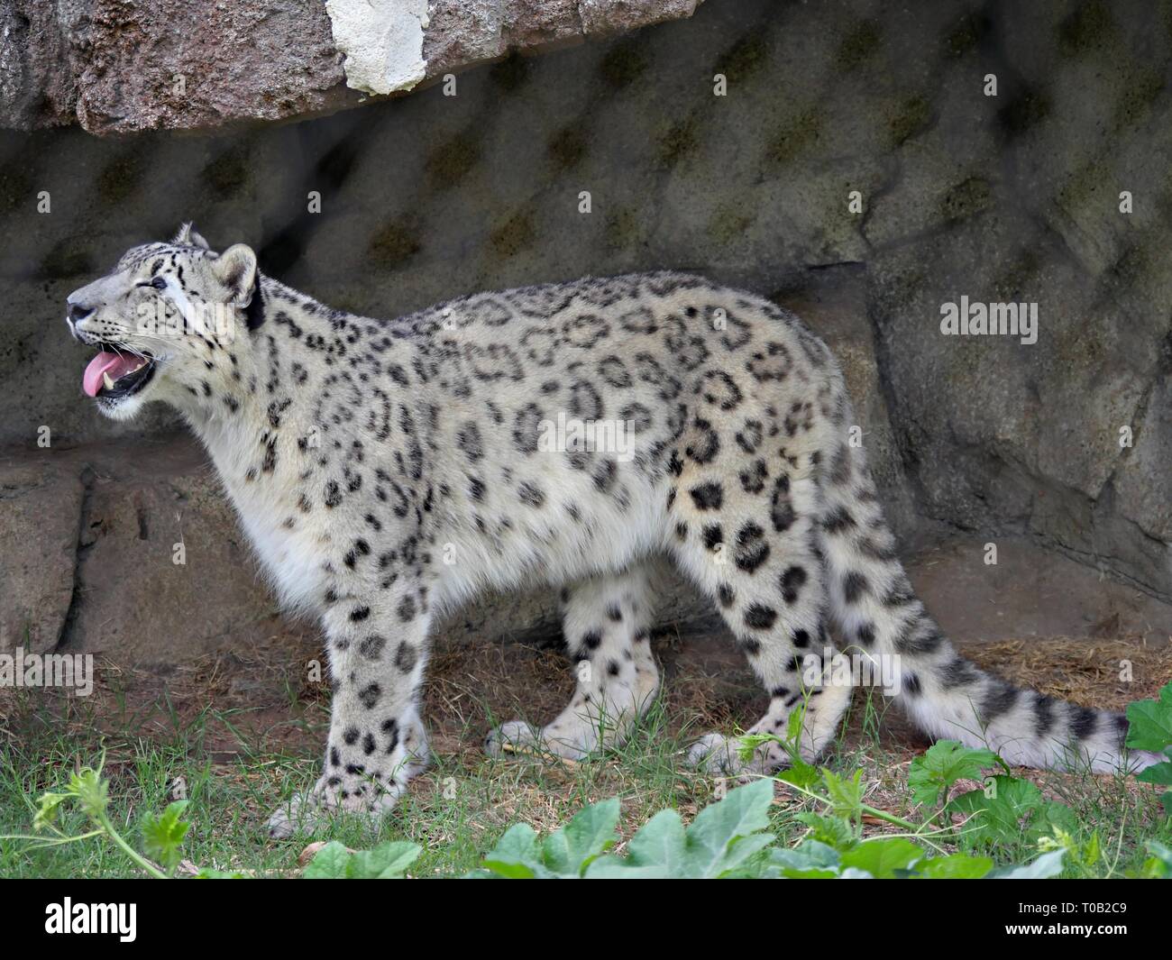 Snow Leopard Profile
