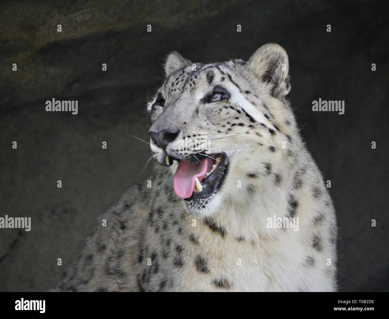 Close up of the head of a snow leopard with its tongue and fangs ...