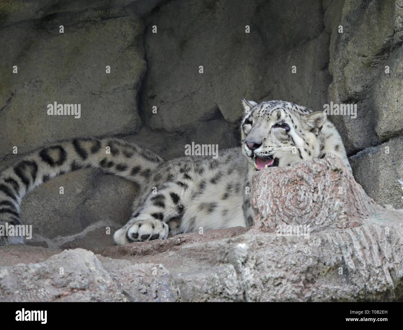 A snow leopard takes shelter from the heat Stock Photo - Alamy