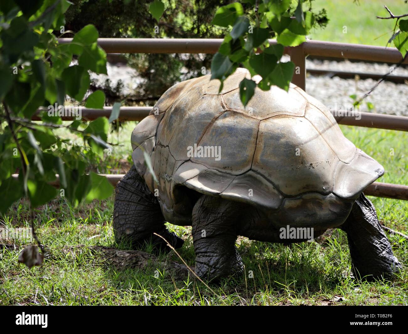Close up of the back of a Aldabra Tortoise crawling on the ground Stock ...