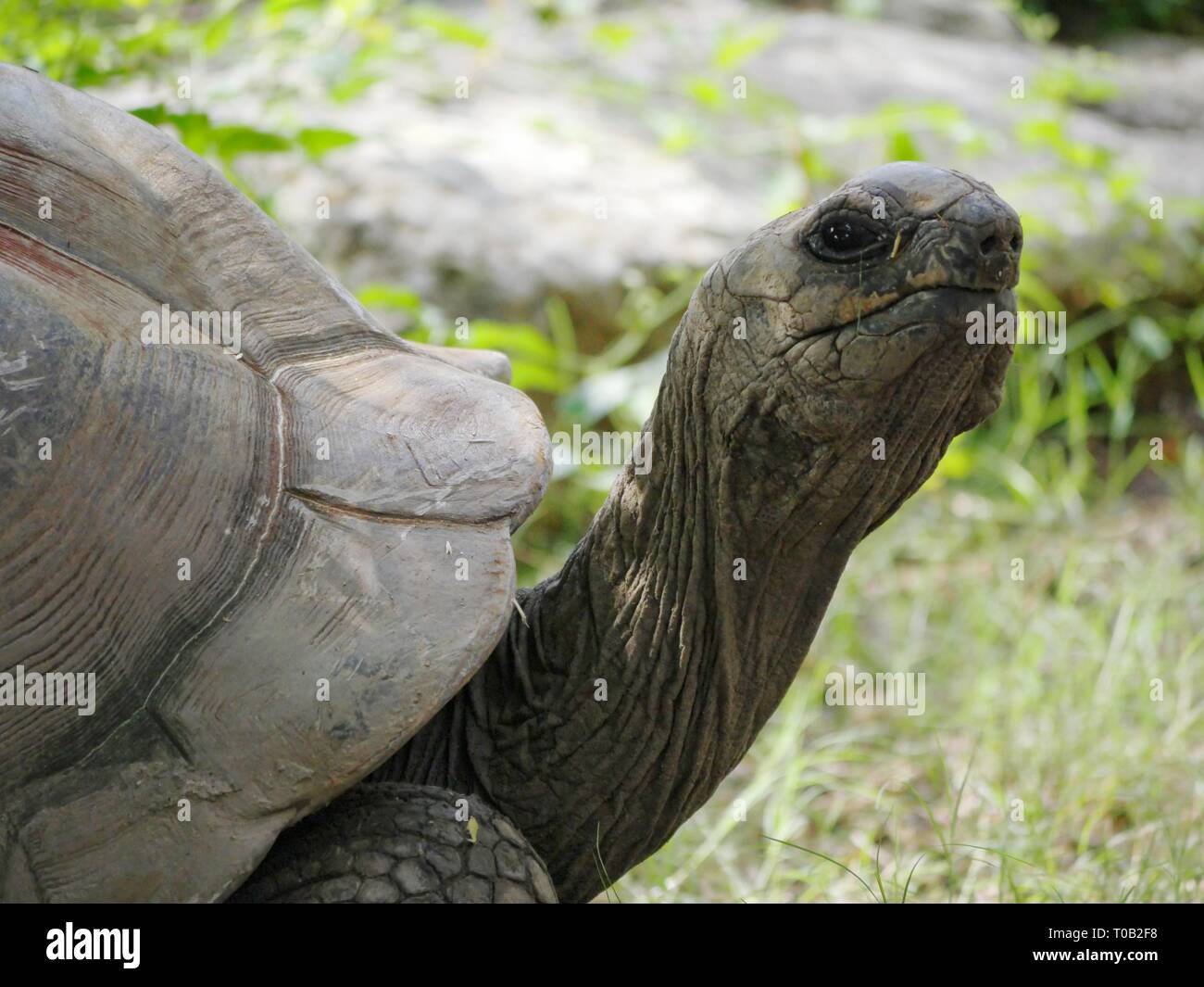 Close up of the head of an Aldabra Tortoise raised up Stock Photo - Alamy