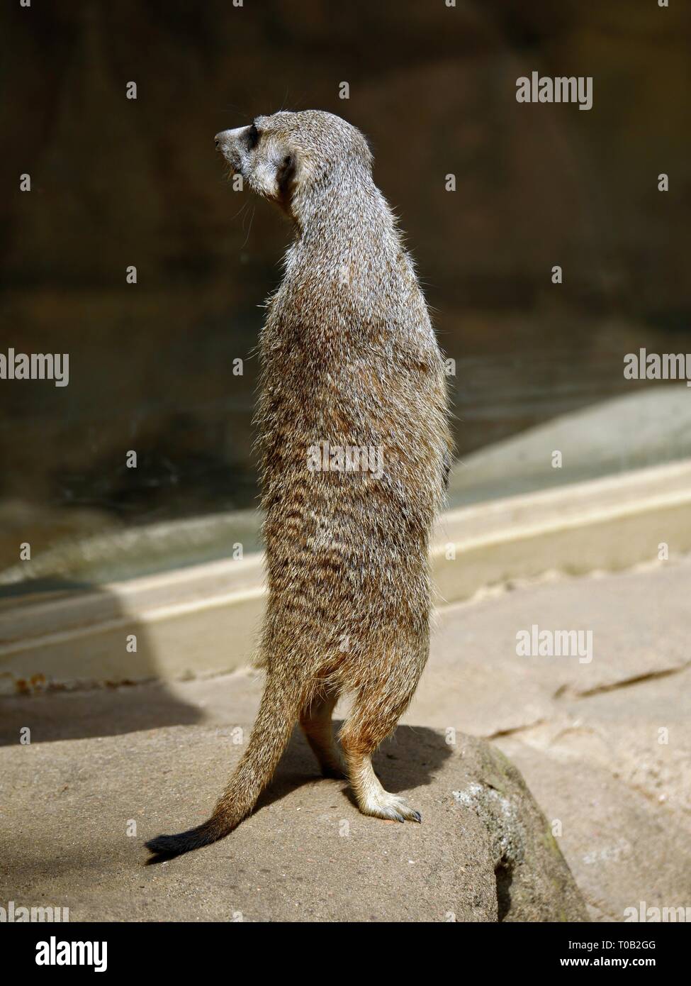 Side view shot of a meerkat standing tall on the a rock with its head ...