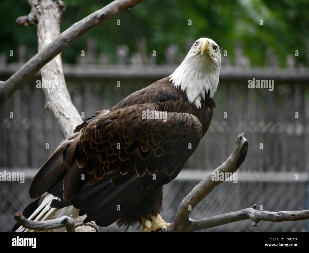 Bald eagle perched on a tree branch, looking up and away Stock Photo ...