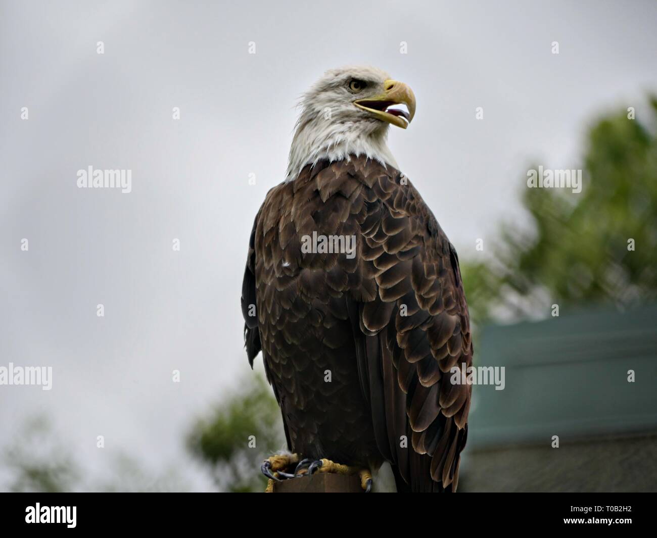 Shot bald eagle on hi-res stock photography and images - Alamy
