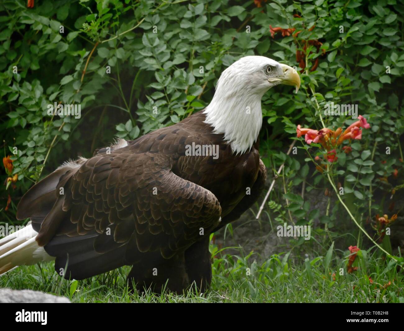 White patch bald on hi-res stock photography and images - Alamy