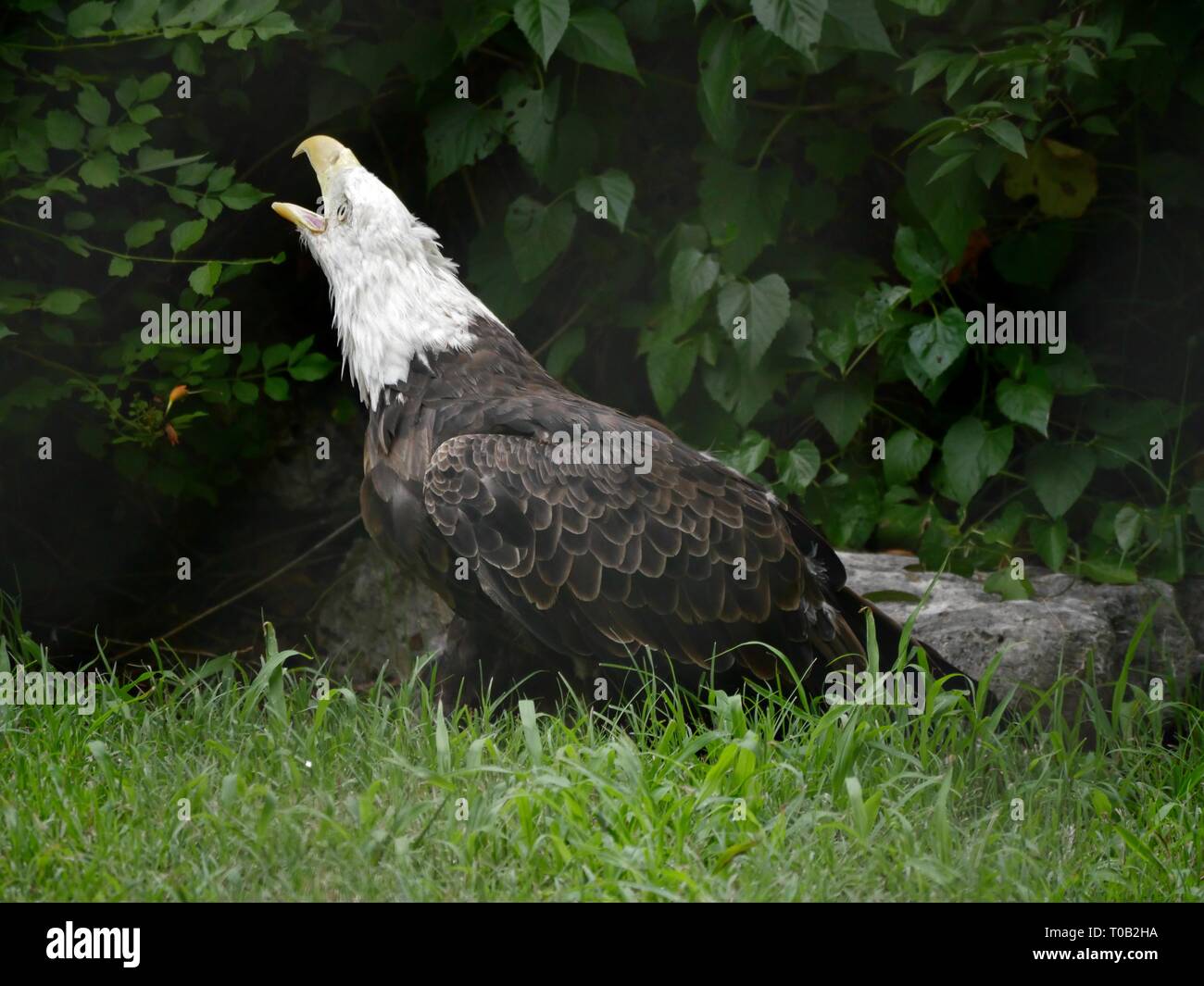 Bald eagle talons out hi-res stock photography and images - Alamy