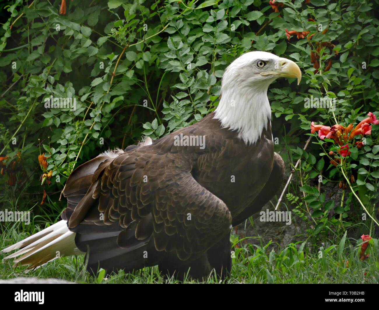 Bald eagle walking on the ground near thick shrubs and flowers Stock ...