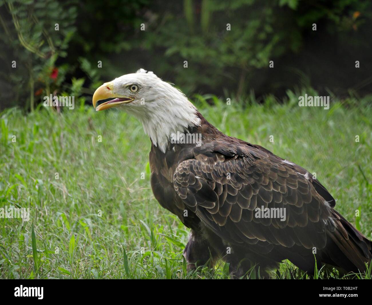 Close up of a bald eagle standing sideways in the grass Stock Photo - Alamy