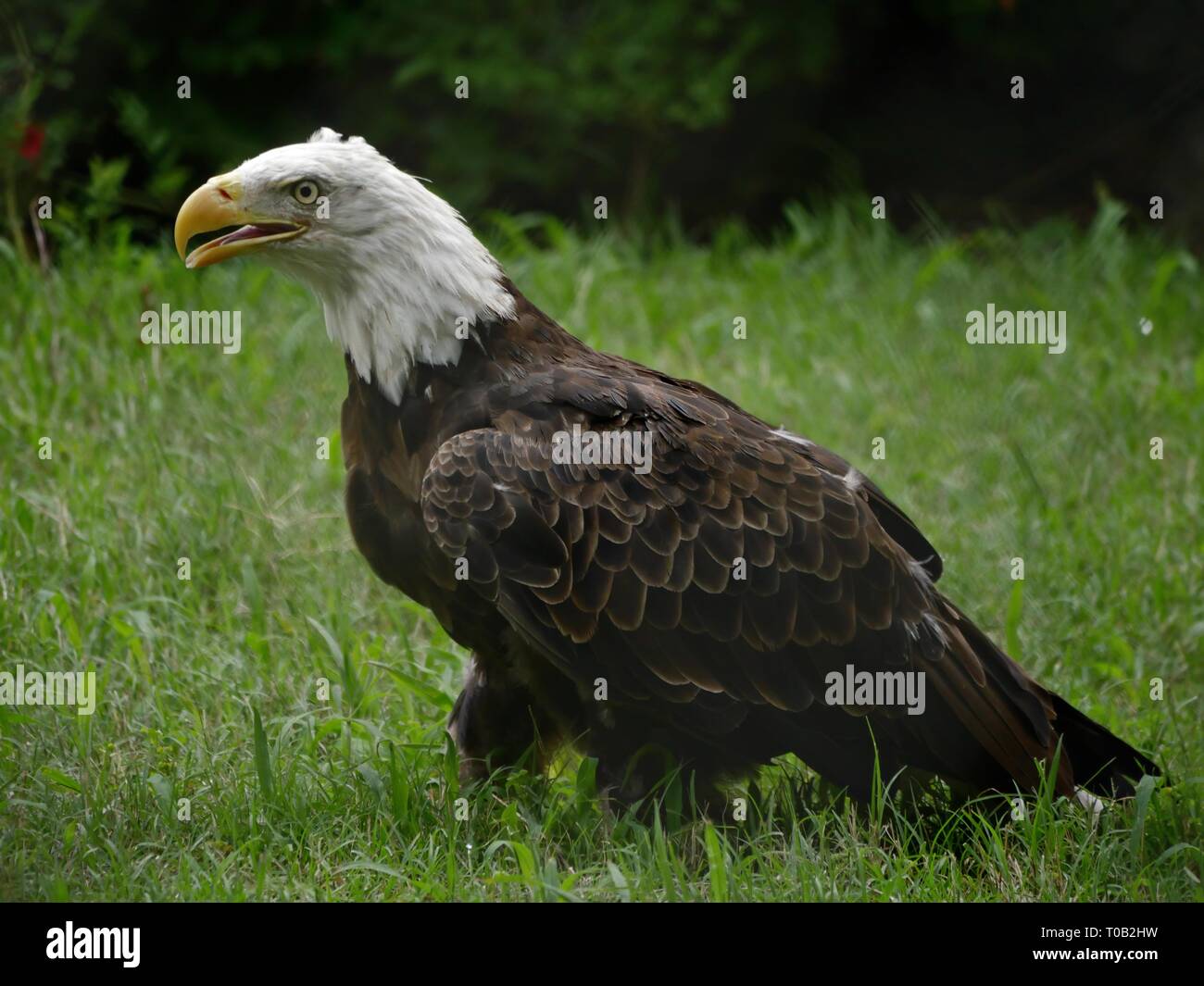 Medium wide shot of a bald eagle standing sideways in the grass Stock ...