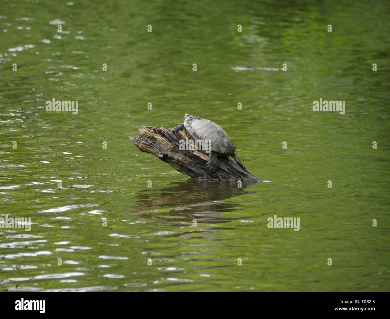 Wide shot of a small turtle sunning on a piece of log sticking out of the water in a pond Stock ...