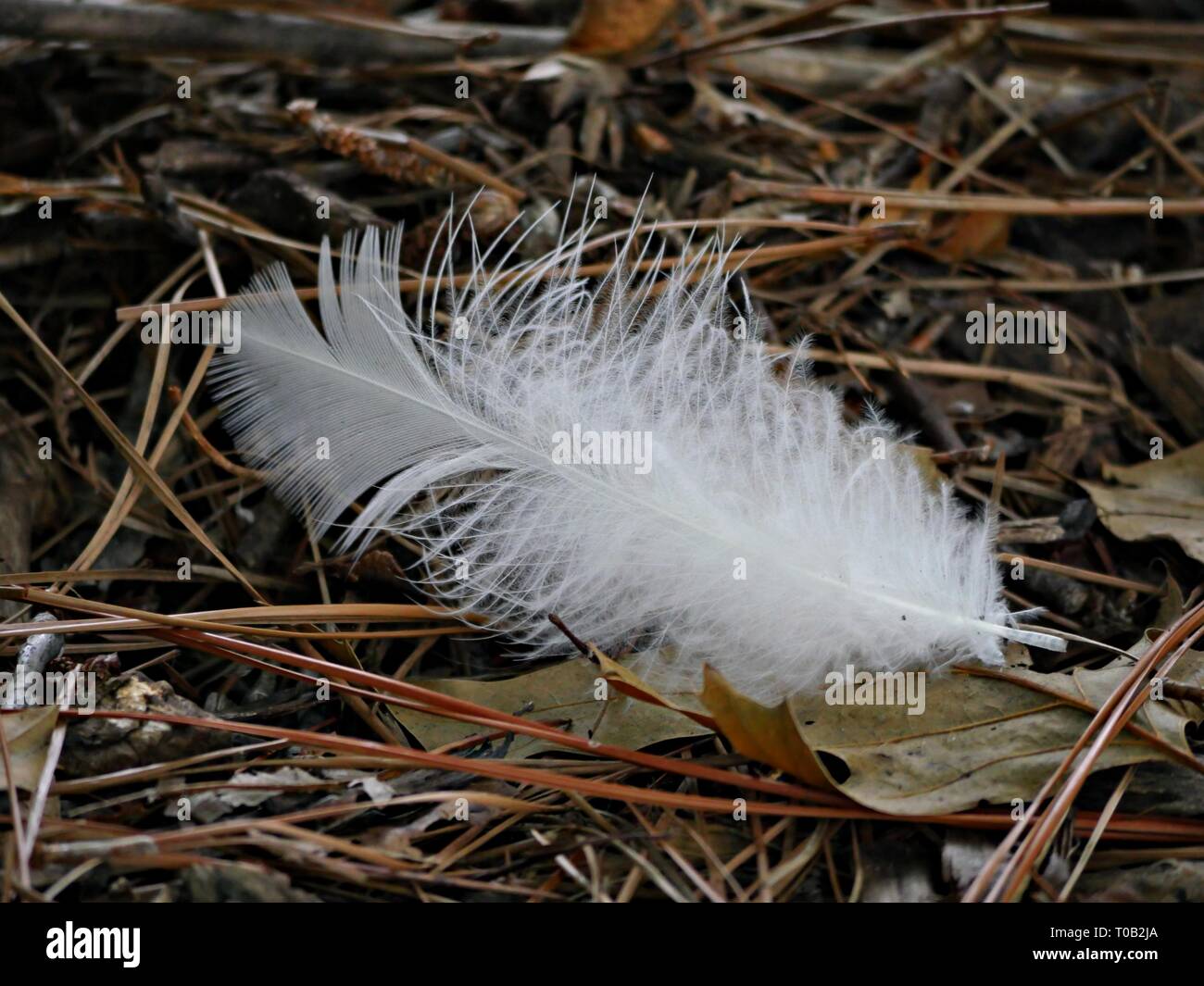 White feather fallen on twigs in the ground Stock Photo - Alamy