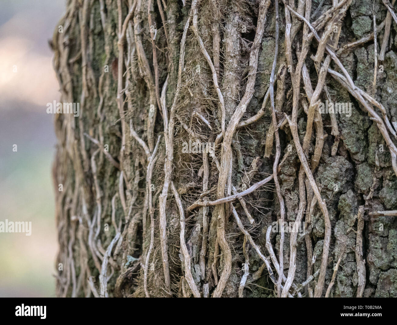 Trunk Close up with ramp plant climbing, oasi naturale degli Astroni ...