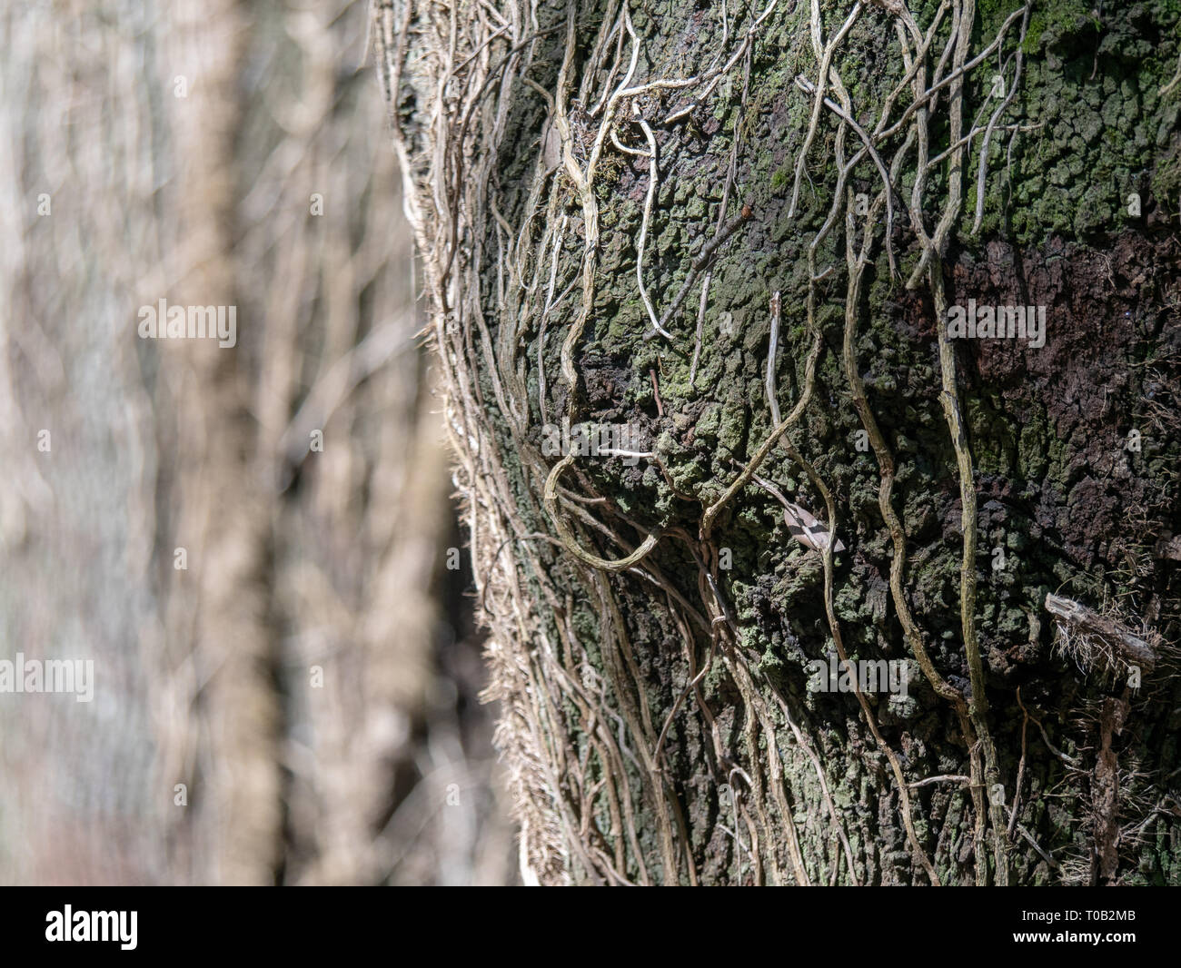 Trunk Close up with ramp plant climbing, oasi naturale degli Astroni ...