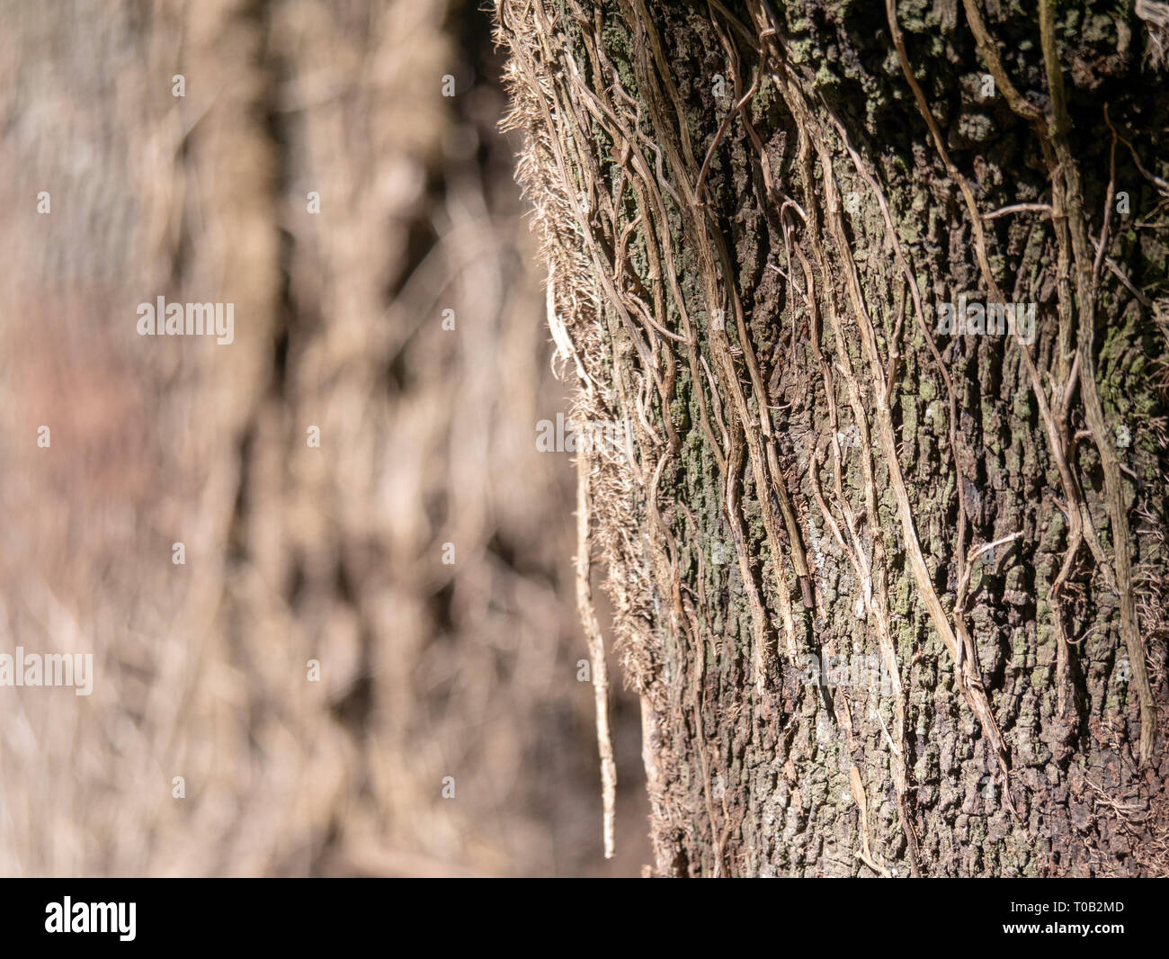 Trunk Close up with ramp plant climbing, oasi naturale degli Astroni ...