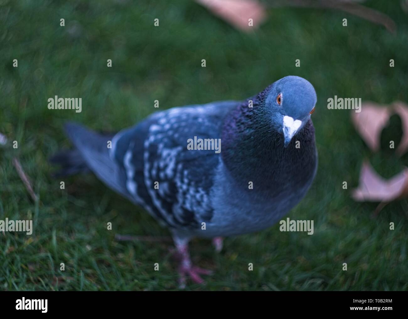 Curious animal hi-res stock photography and images - Alamy